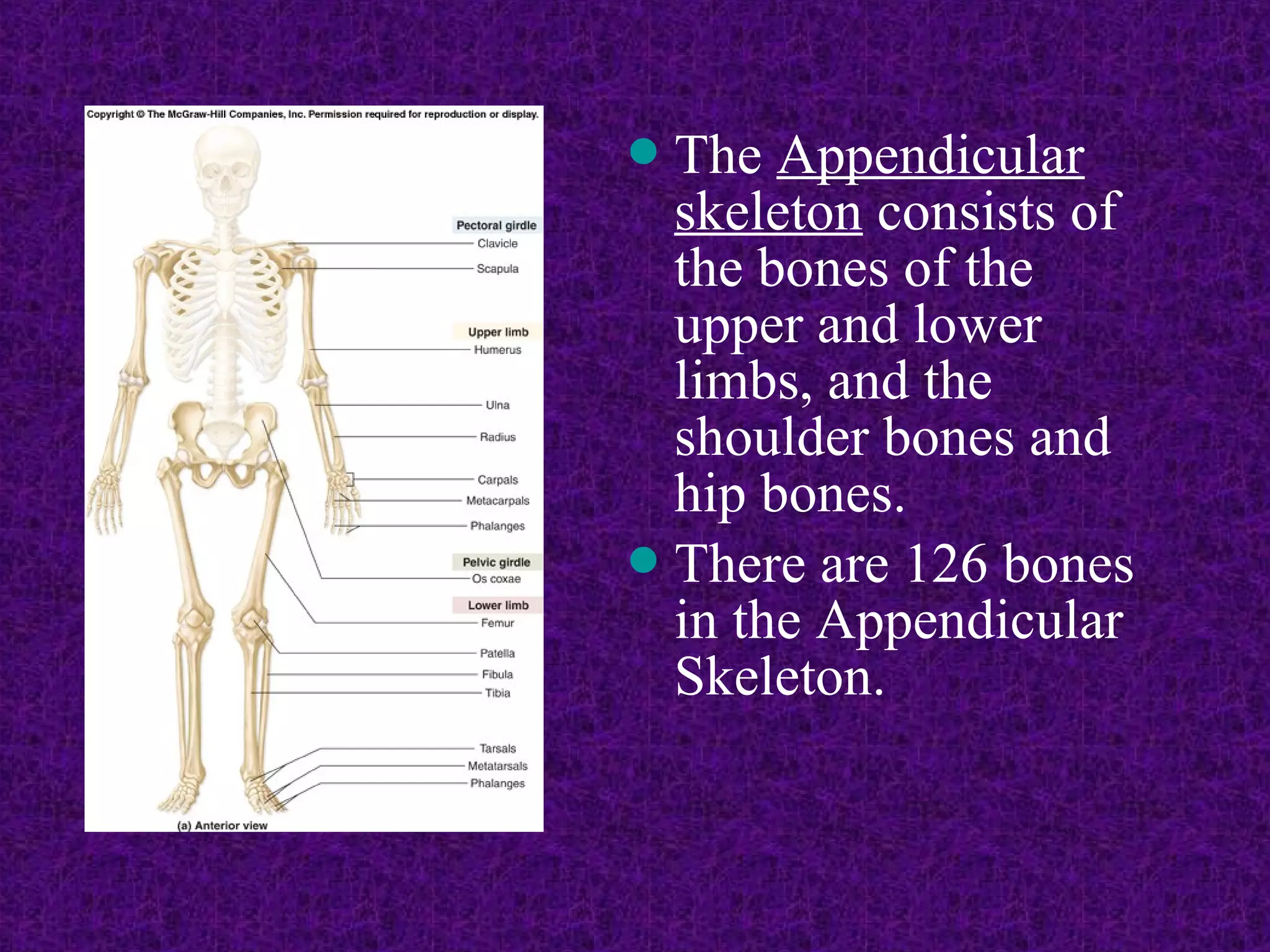 Skeletal system axil & appendicular skeleton powerpoint (chapter 6) | PPT