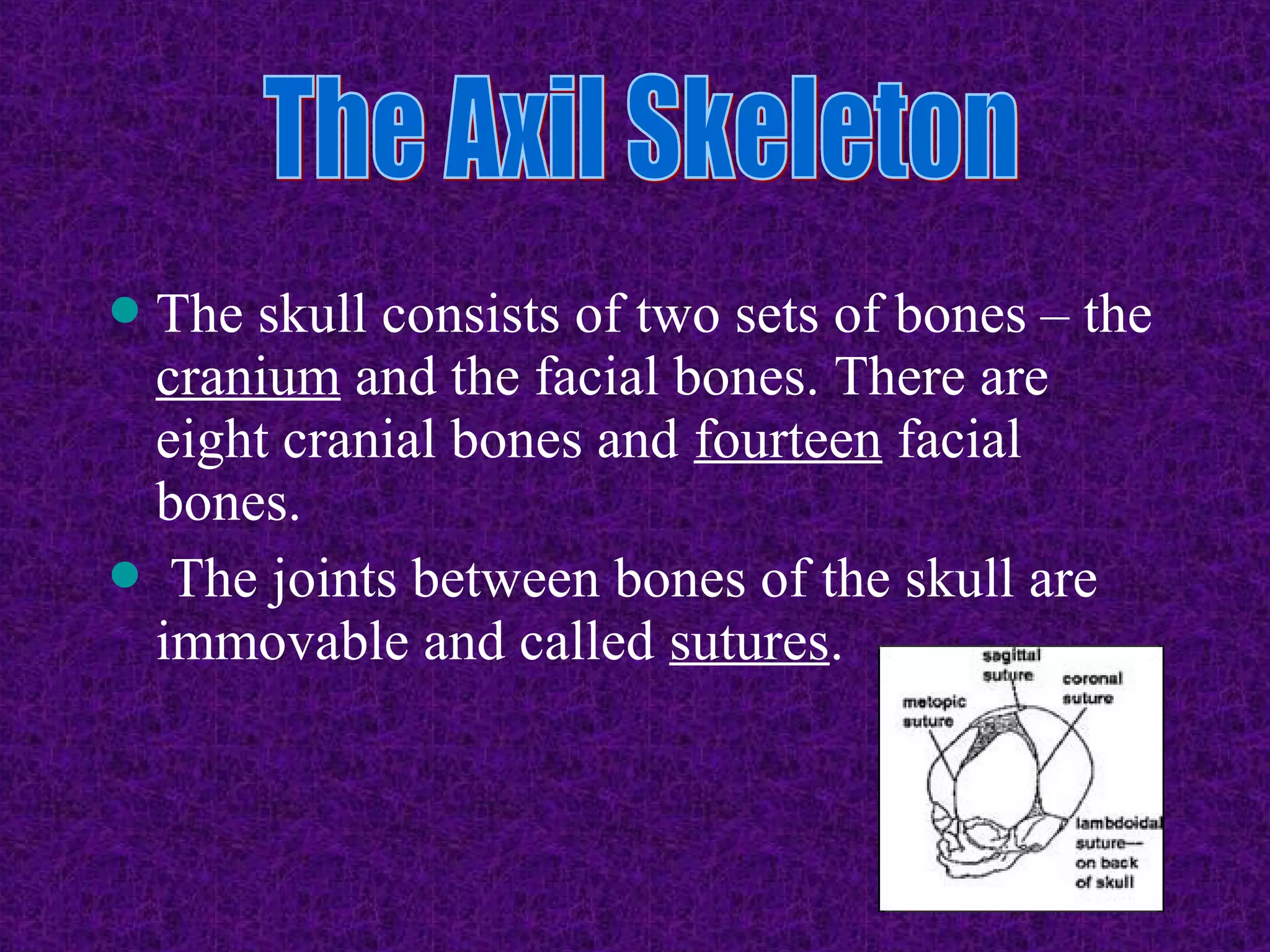 Skeletal system axil & appendicular skeleton powerpoint (chapter 6) | PPT
