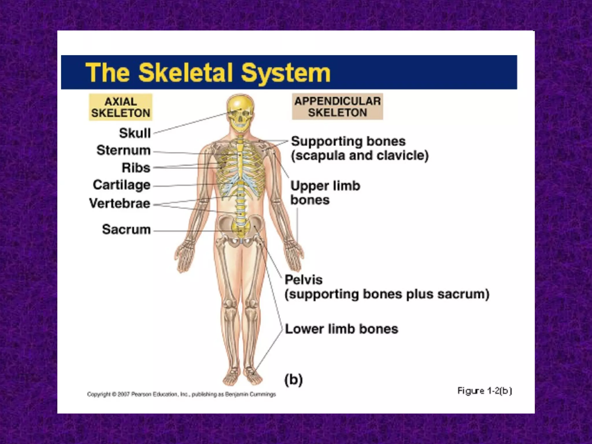 Skeletal system axil & appendicular skeleton powerpoint (chapter 6) | PPT