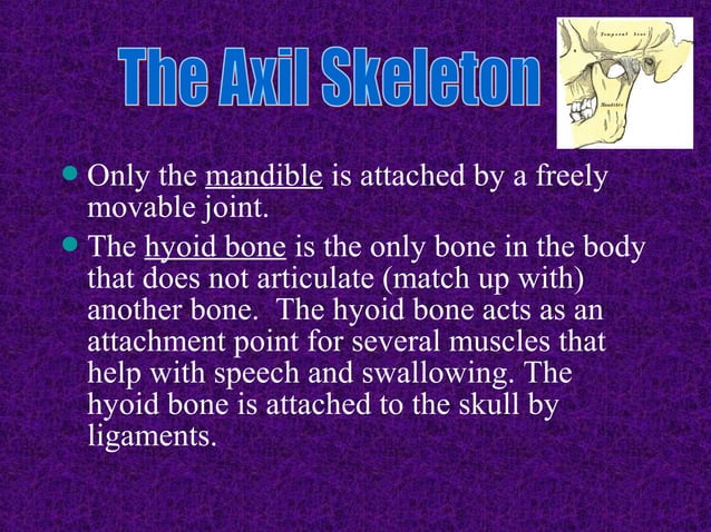 Skeletal system axil & appendicular skeleton powerpoint (chapter 6) | PPT