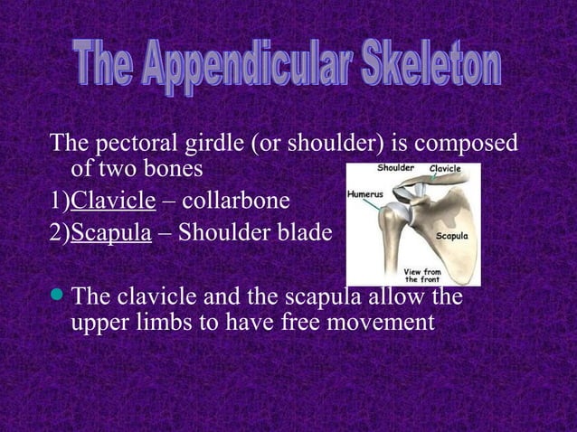 Skeletal system axil & appendicular skeleton powerpoint (chapter 6) | PPT