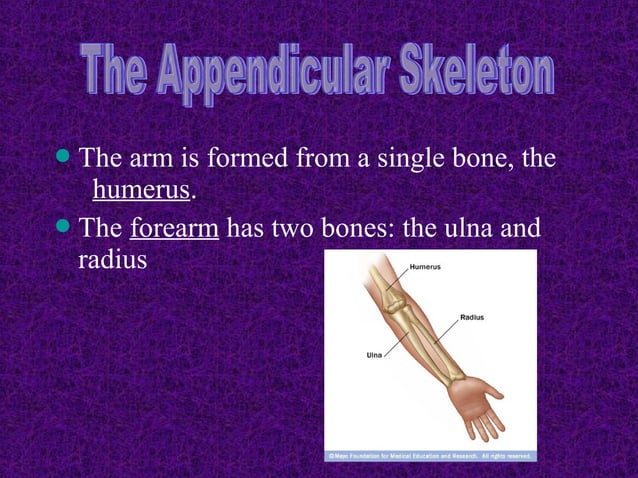 Skeletal system axil & appendicular skeleton powerpoint (chapter 6) | PPT
