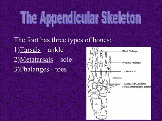 Skeletal system axil & appendicular skeleton powerpoint (chapter 6) | PPT