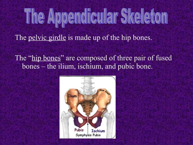 Skeletal system axil & appendicular skeleton powerpoint (chapter 6) | PPT