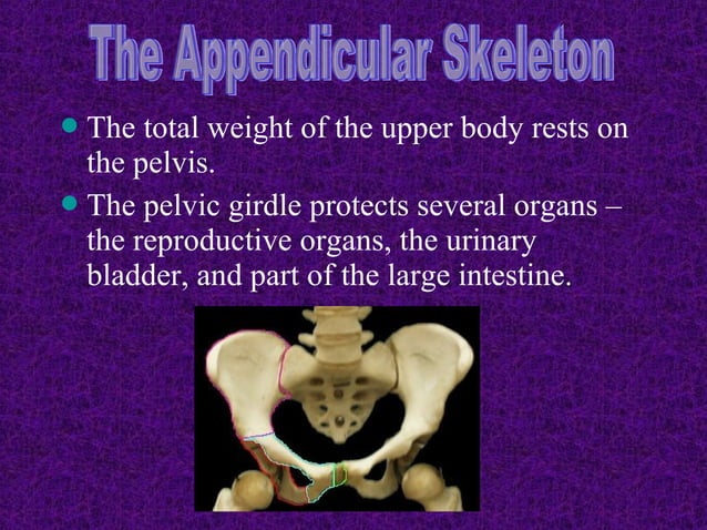 Skeletal system axil & appendicular skeleton powerpoint (chapter 6) | PPT