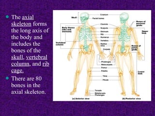 Skeletal system axil & appendicular skeleton powerpoint (chapter 6) | PPT