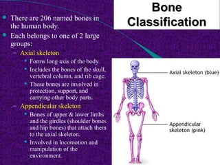 Skeletal system axil & appendicular skeleton powerpoint (chapter 6) | PPT