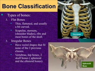 Skeletal system axil & appendicular skeleton powerpoint (chapter 6) | PPT