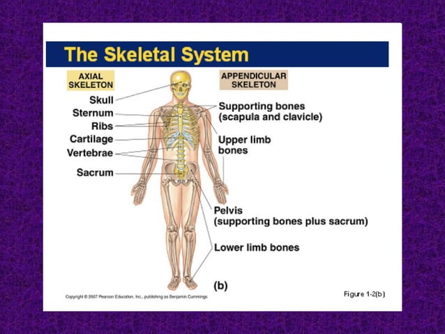 Skeletal system axil & appendicular skeleton powerpoint (chapter 6) | PPT