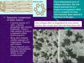 Skeletal system axil & appendicular skeleton powerpoint (chapter 6) | PPT
