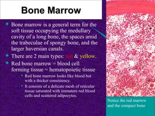 Skeletal system axil & appendicular skeleton powerpoint (chapter 6) | PPT