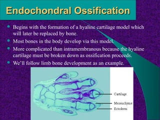 Skeletal system axil & appendicular skeleton powerpoint (chapter 6) | PPT