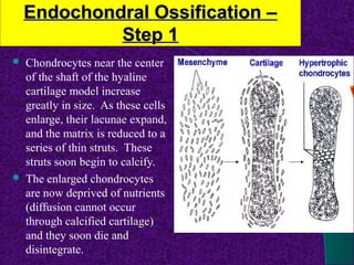 Skeletal system axil & appendicular skeleton powerpoint (chapter 6) | PPT
