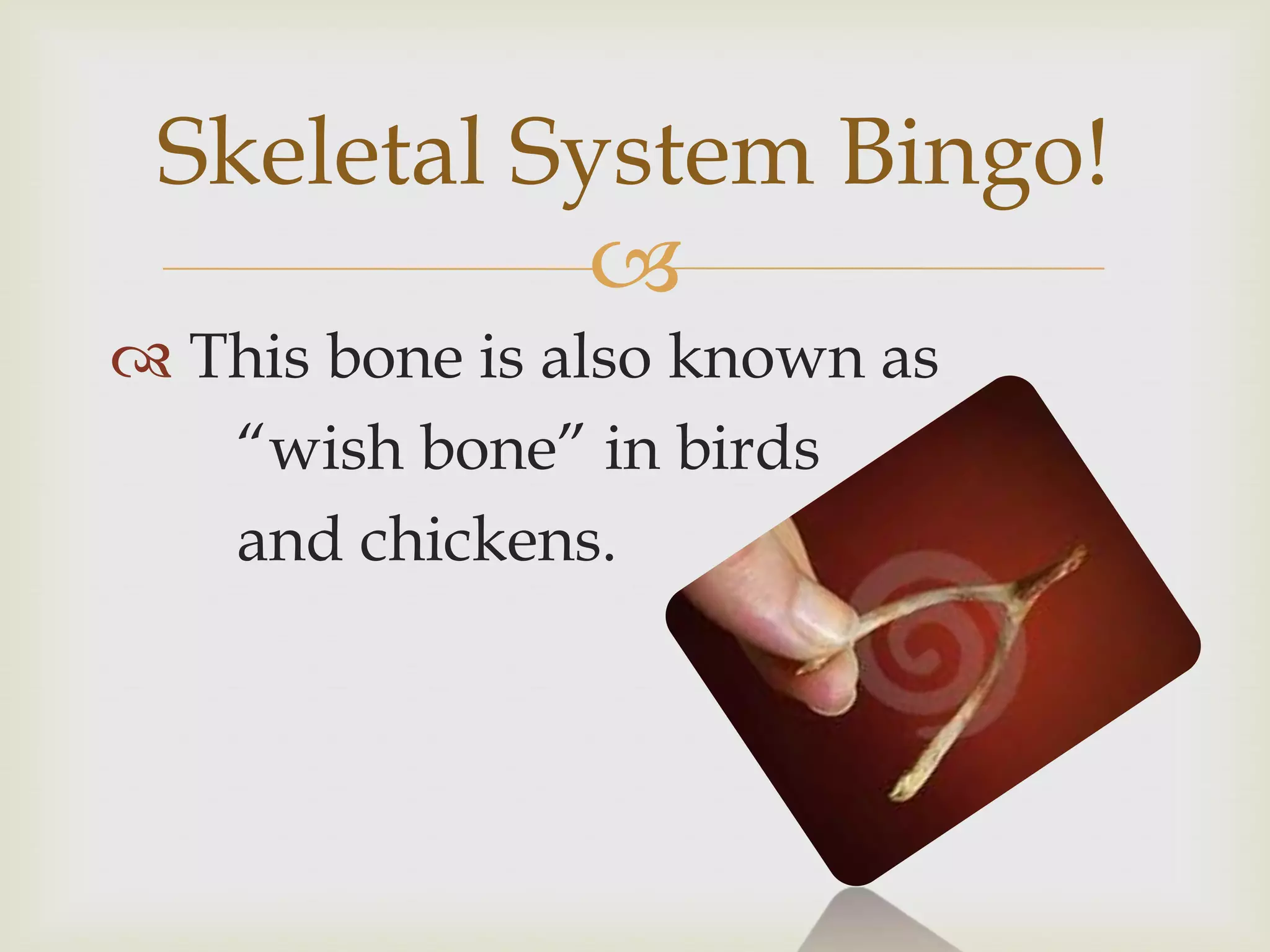 Skeletal system bingo! | PPTX