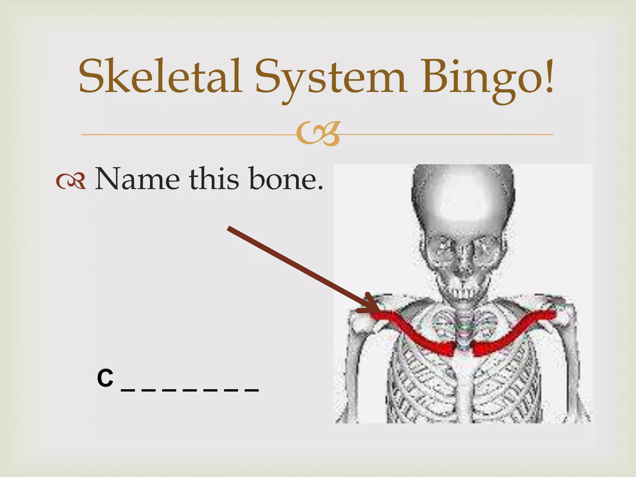 Skeletal system bingo! | PPTX