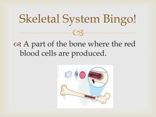 Skeletal system bingo! | PPTX