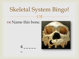 Skeletal system bingo! | PPTX