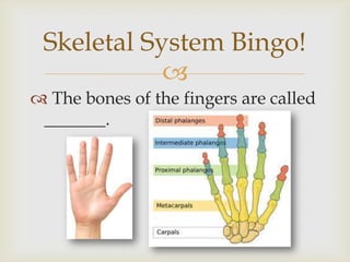 Skeletal system bingo! | PPTX
