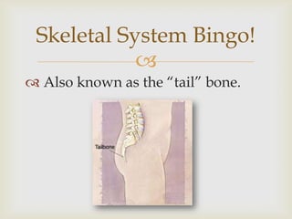 Skeletal system bingo! | PPTX