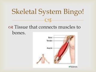Skeletal system bingo! | PPTX