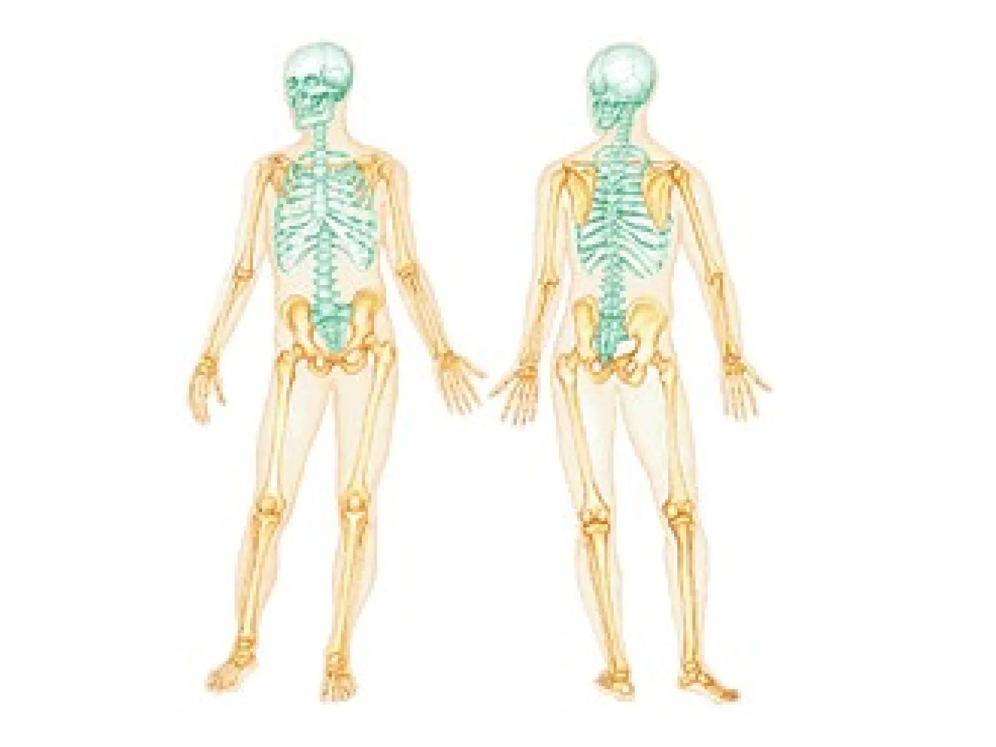 skeletal system bone classification & structure powerpoint (chapter 6).ppt