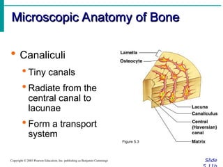 skeletal system bone classification & structure powerpoint (chapter 6).ppt