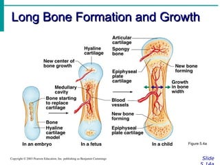 skeletal system bone classification & structure powerpoint (chapter 6).ppt