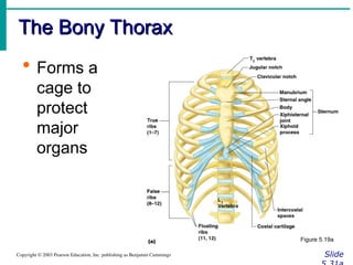 skeletal system bone classification & structure powerpoint (chapter 6).ppt