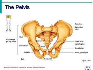 skeletal system bone classification & structure powerpoint (chapter 6).ppt