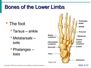 skeletal system bone classification & structure powerpoint (chapter 6).ppt