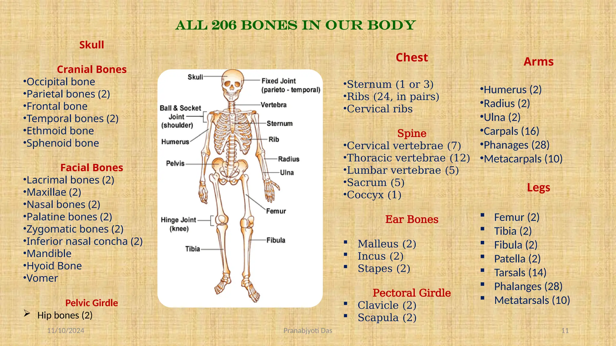 Human Skeletal System, Class 11 (Science).pptx