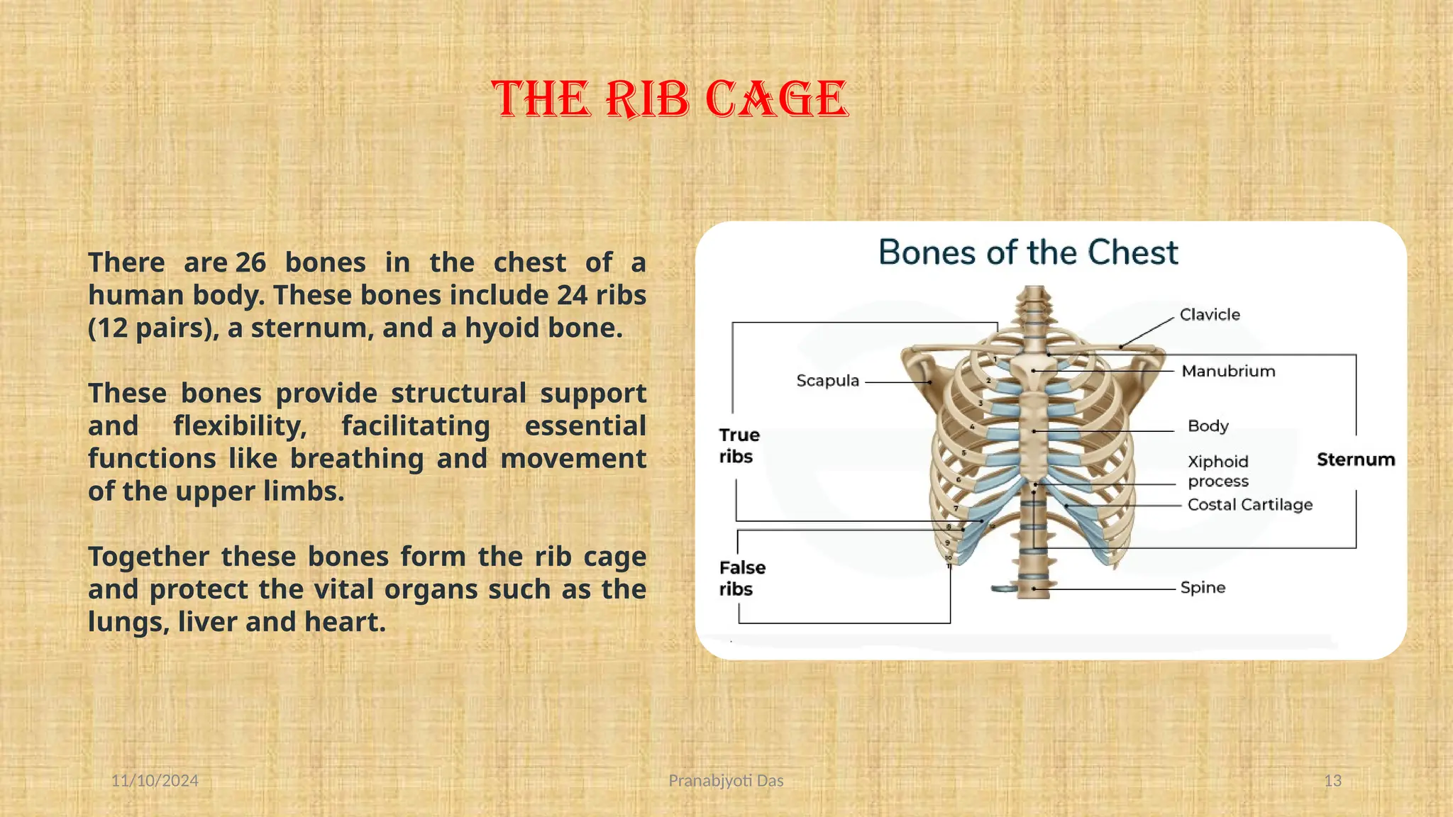 Human Skeletal System, Class 11 (Science).pptx