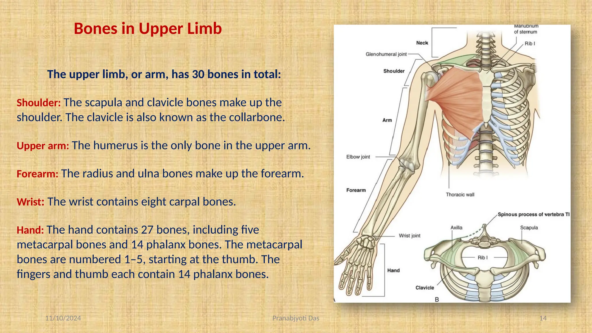 Human Skeletal System, Class 11 (Science).pptx