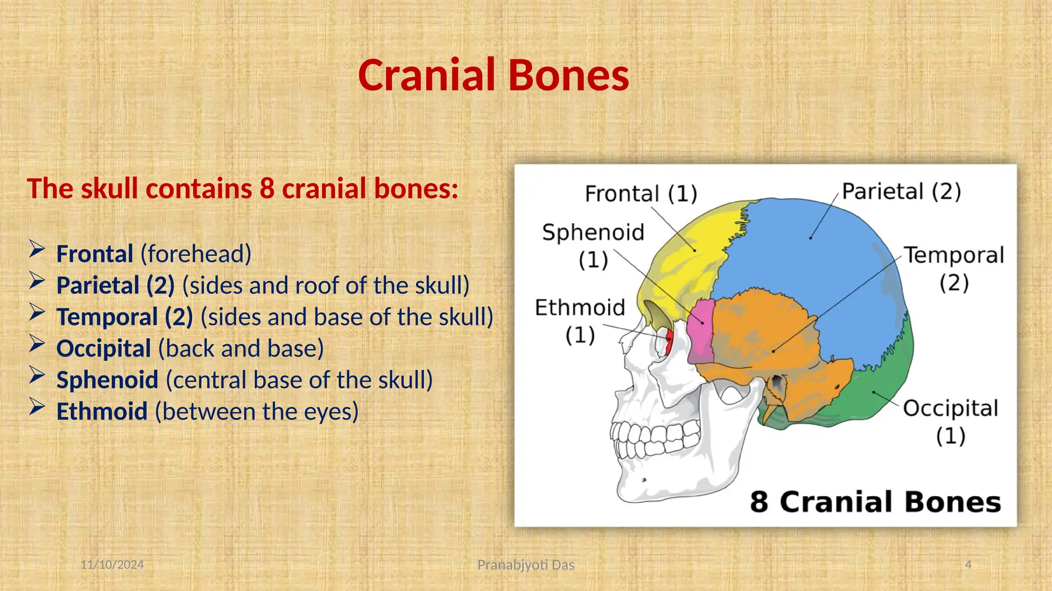 Human Skeletal System, Class 11 (Science).pptx
