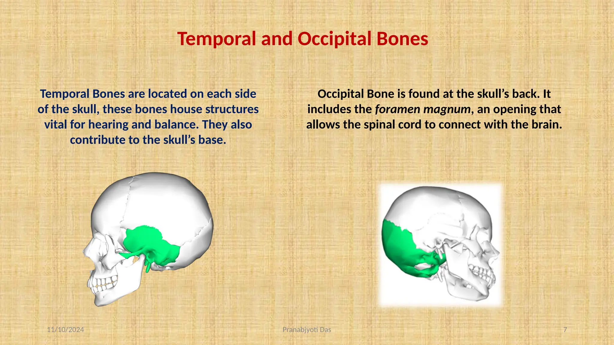 Human Skeletal System, Class 11 (Science).pptx