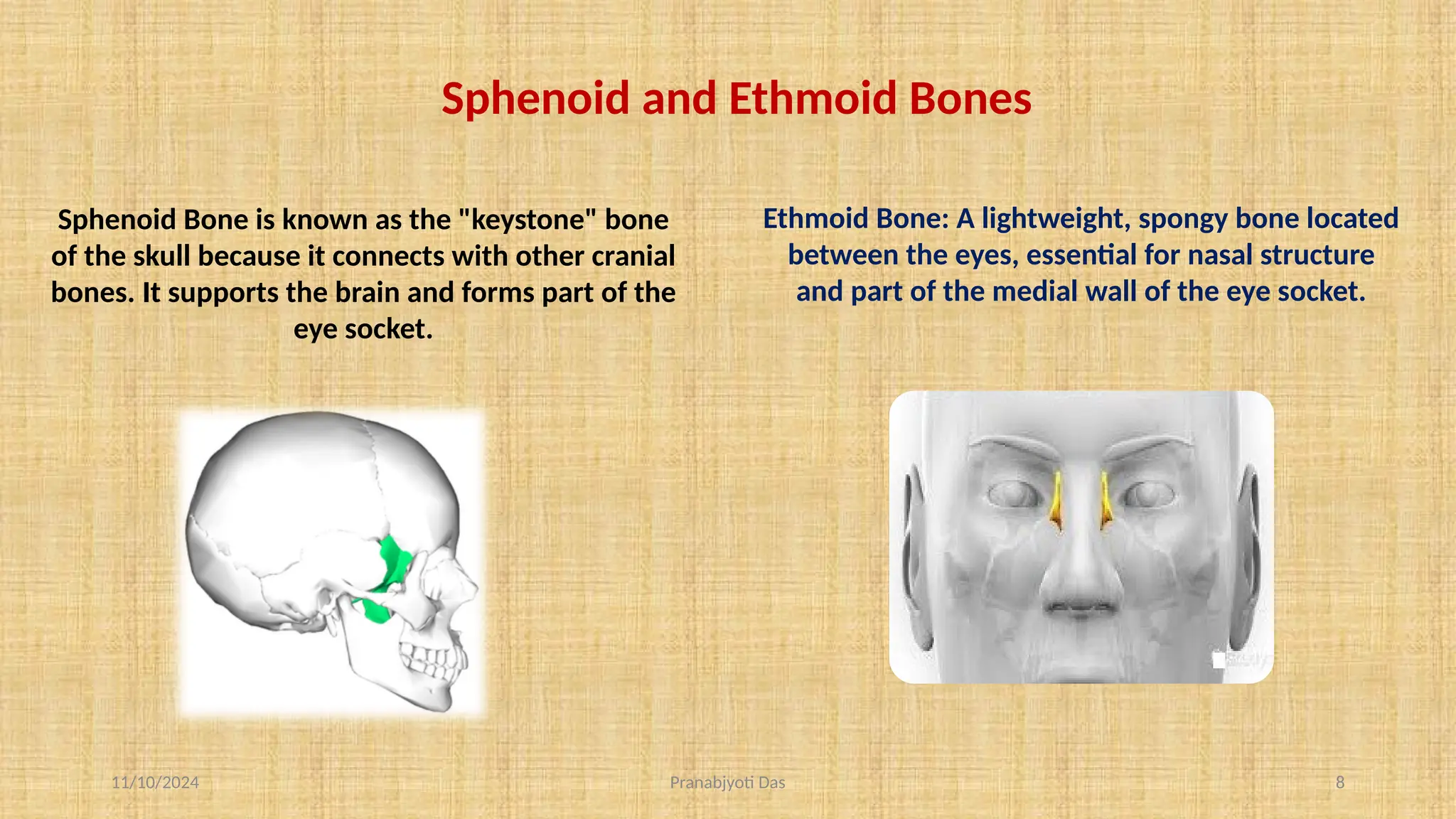 Human Skeletal System, Class 11 (Science).pptx