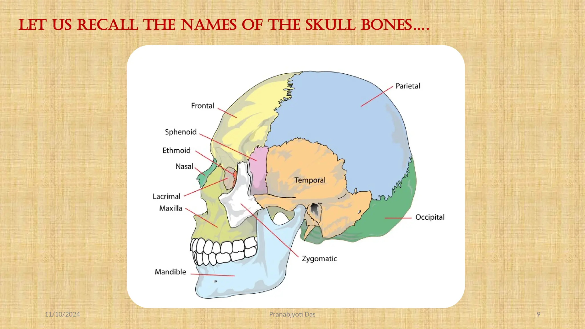 Human Skeletal System, Class 11 (Science).pptx