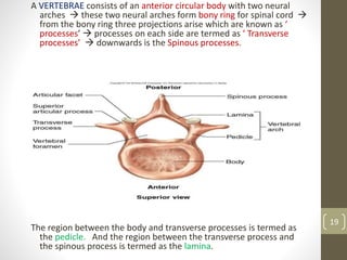 Skeletal system d.ph1-athira | PPT