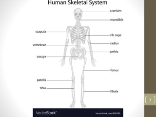Skeletal system d.ph1-athira | PPT