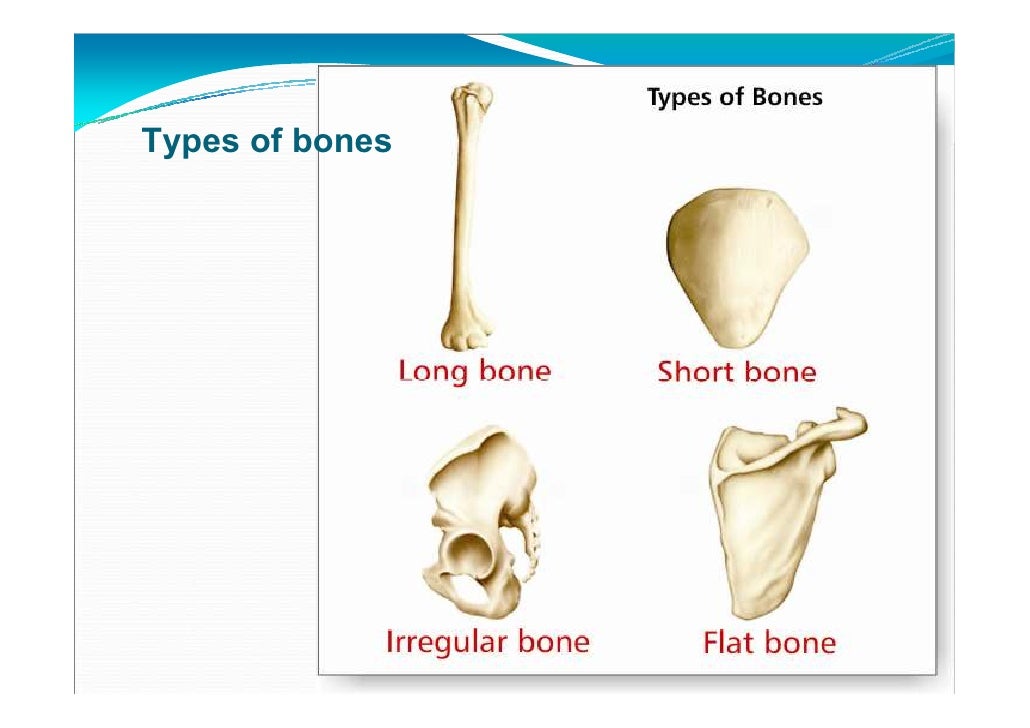 Skeletal system dr. noura