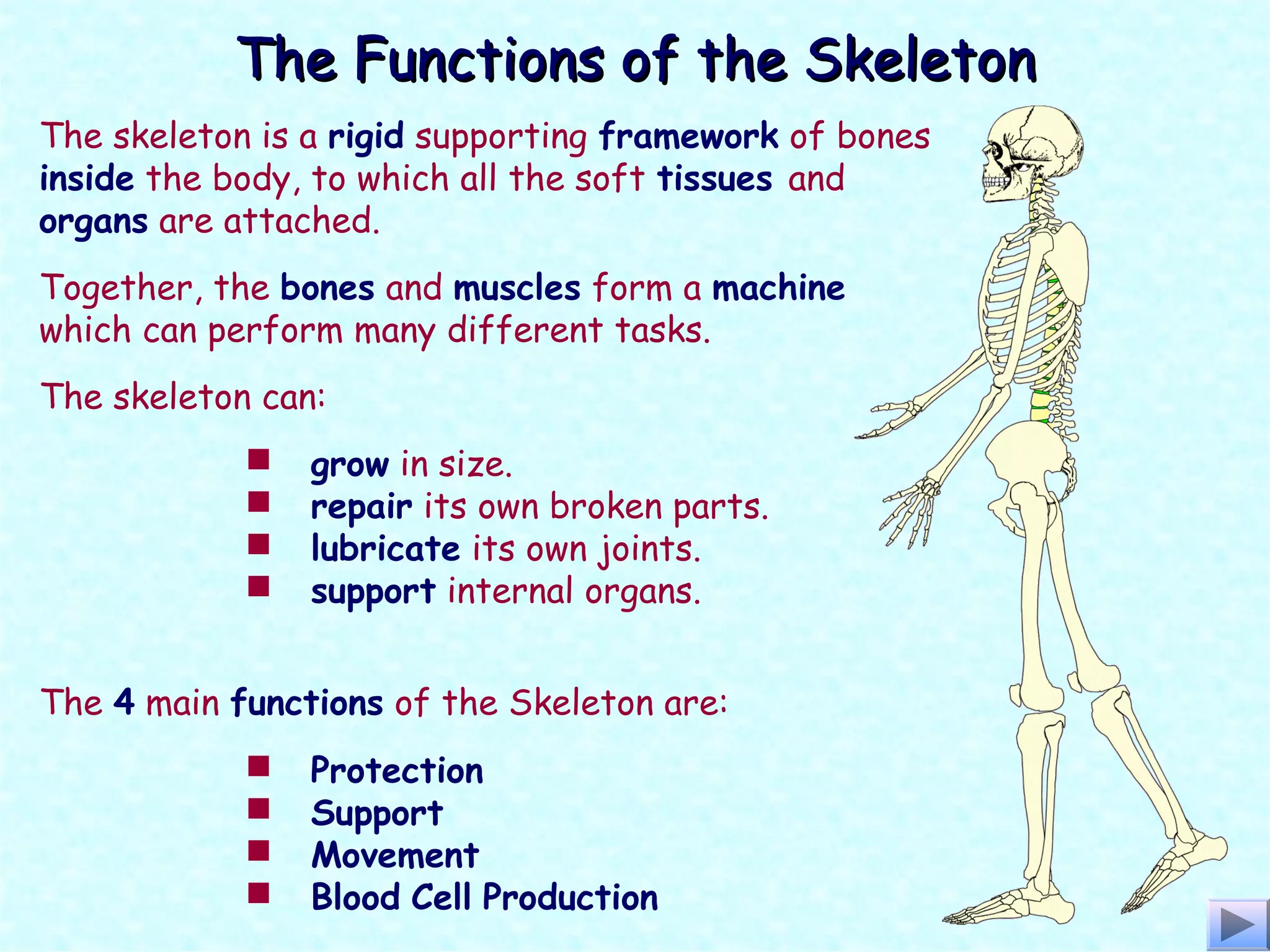 Skeletal system good | PPT
