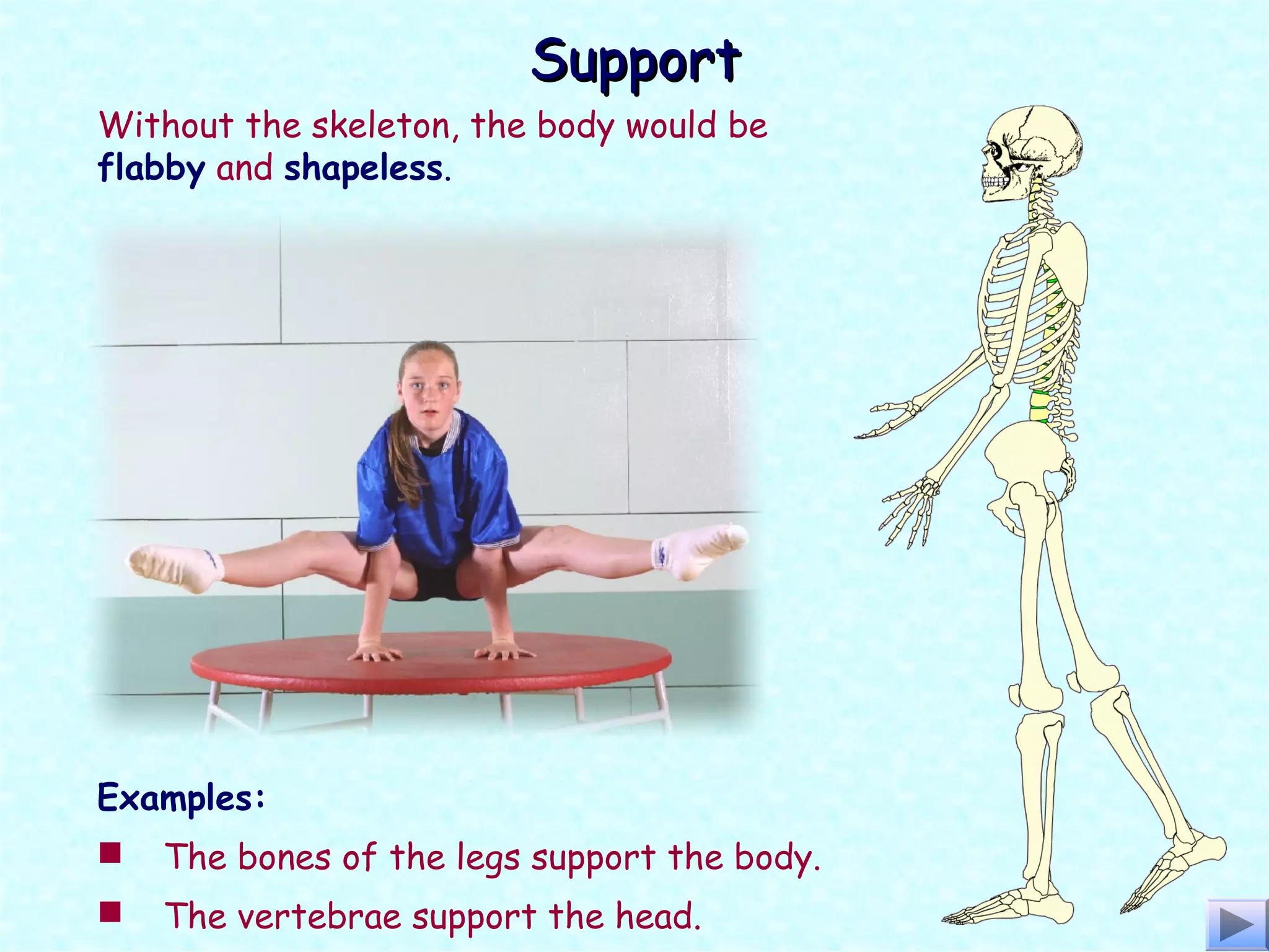 Skeletal system good | PPT