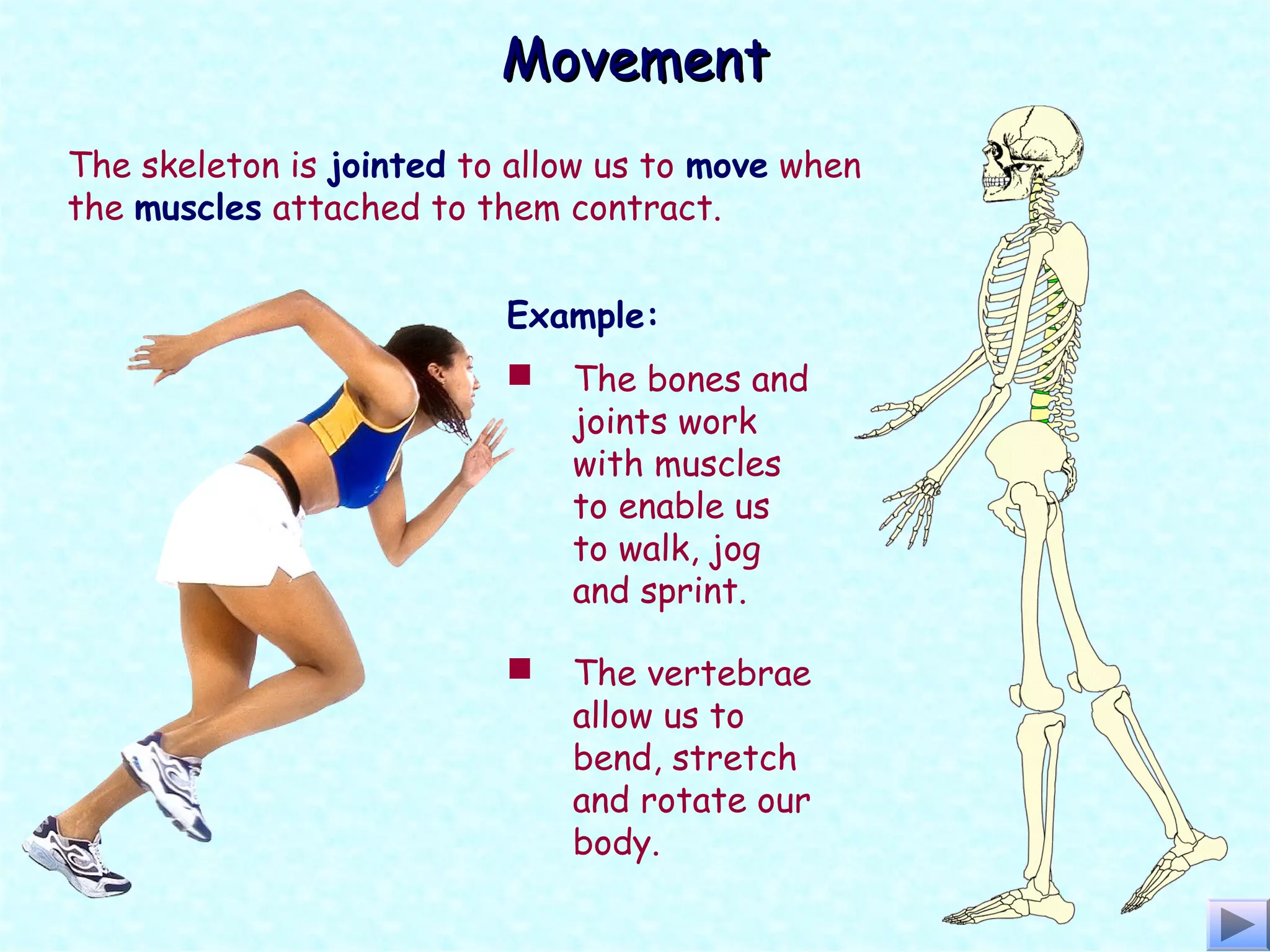 Skeletal system good | PPT