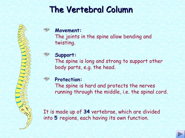 Skeletal system good | PPT