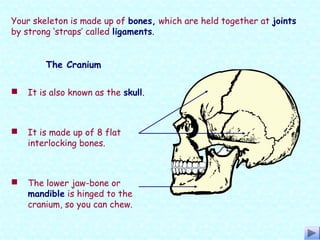 Skeletal system good | PPT