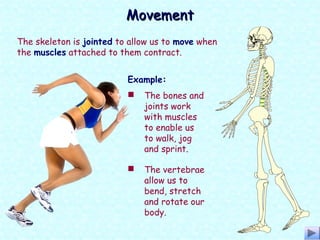 Skeletal system good | PPT