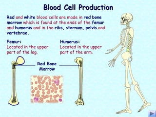Skeletal system good | PPT