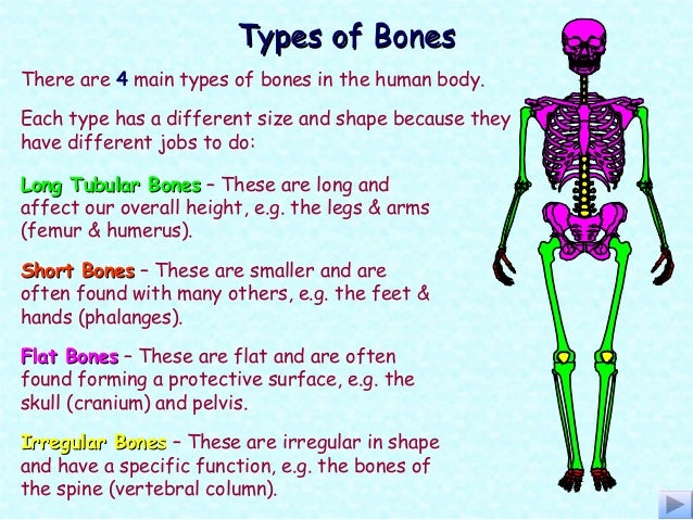 Skeletal System Good skeletal-system-good