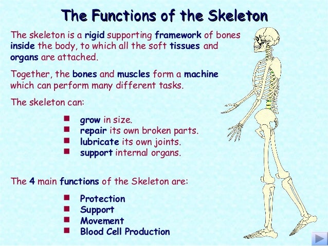 What Are The Main Functions Of The Skeletal System What Are The Main Functions Of The Skeletal System