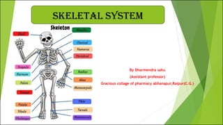 HUMAN SKELETAL SYSTEM ANATAMY AND PHYSIOLOGY | PDF